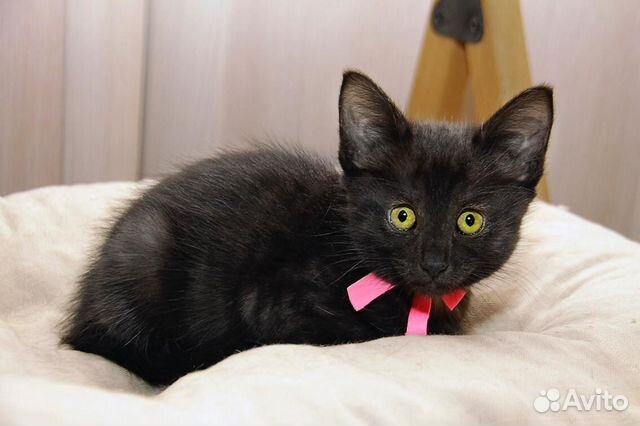 Котенок в добрые руки