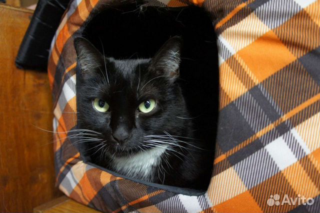 Хотите ласковую кошку - тогда вам нужна Фиби