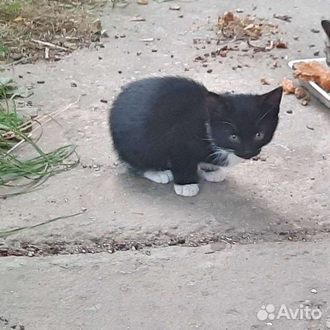 Котята