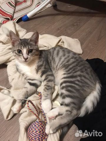 Котенок Синди 3,5мес