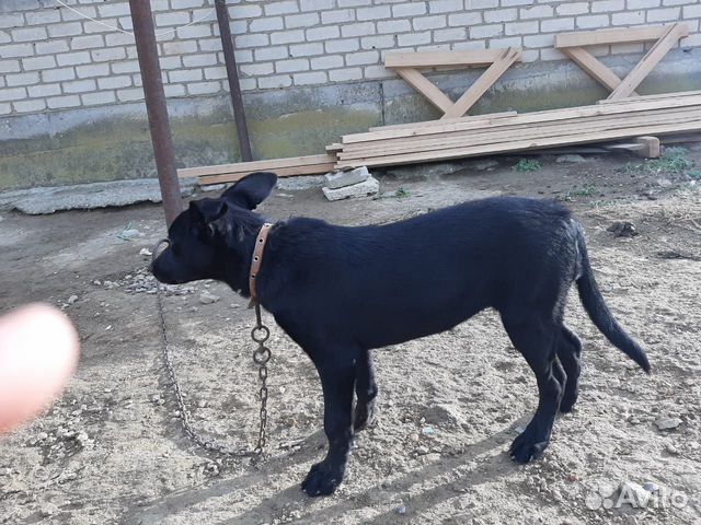 Чистокровная австралийский келпи