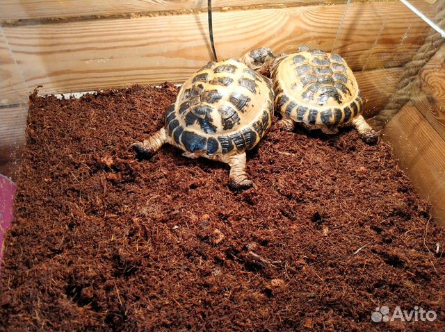 Две Сухопутные черепашки