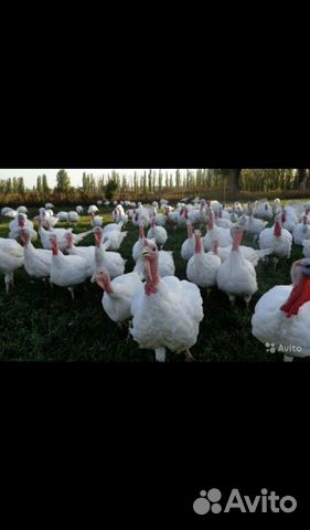 Индюки Биг6 живым весом
