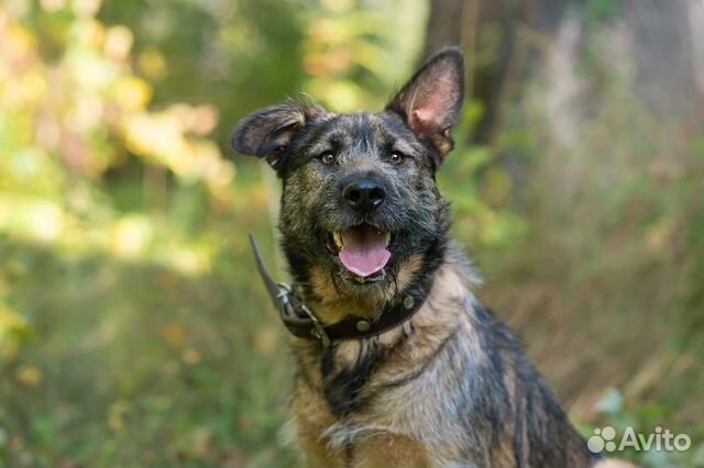 Умница и добрячка бородатик Лиза ищет дом