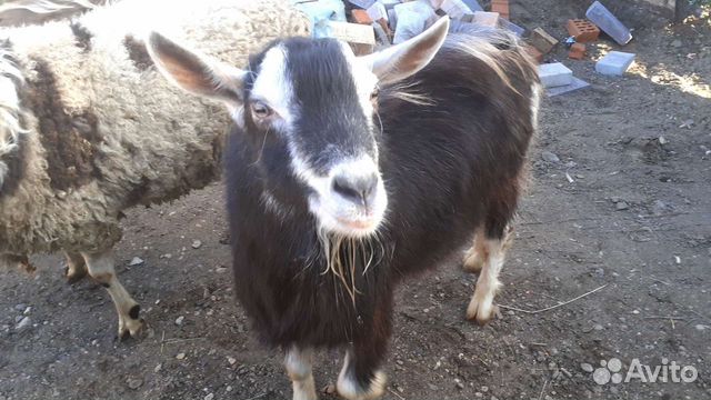 Козел и баран