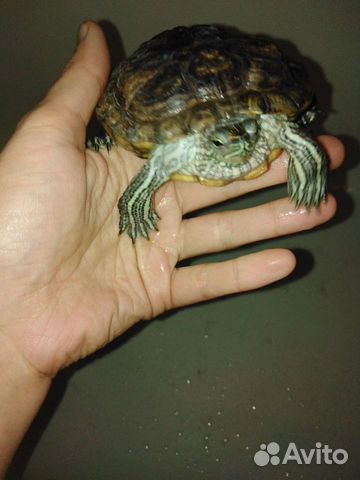 Черепаха красноухая