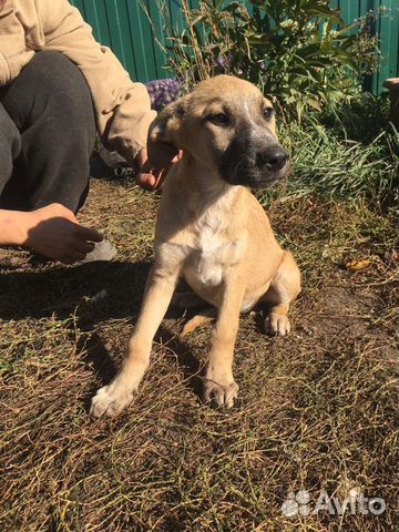 Мальчик, 2,5 мес, привит, доставка