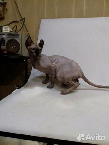 Кошечка эльф