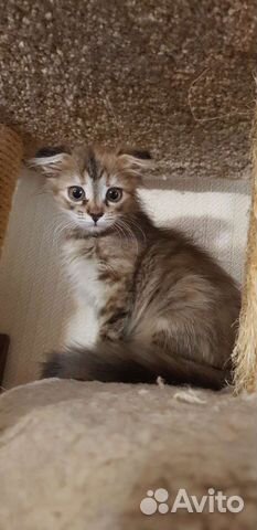 Шотландская котенок девочка 2,5мес