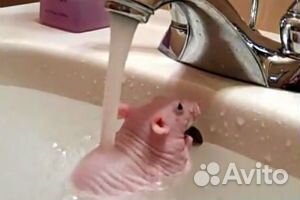 Лысые гипоаллергенные крысы сфинксы