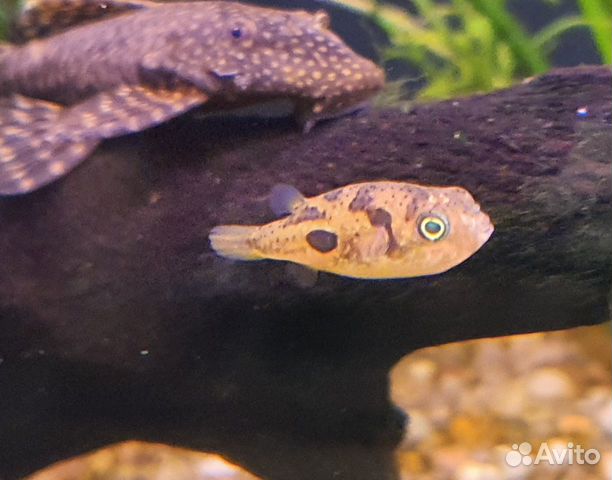 Тетрадон (Тетраодон) карликовый