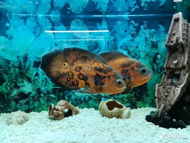 Астронотусы тигровые