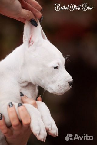 Аргентинский дог щенки