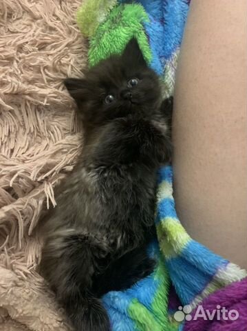Шотландский котенок