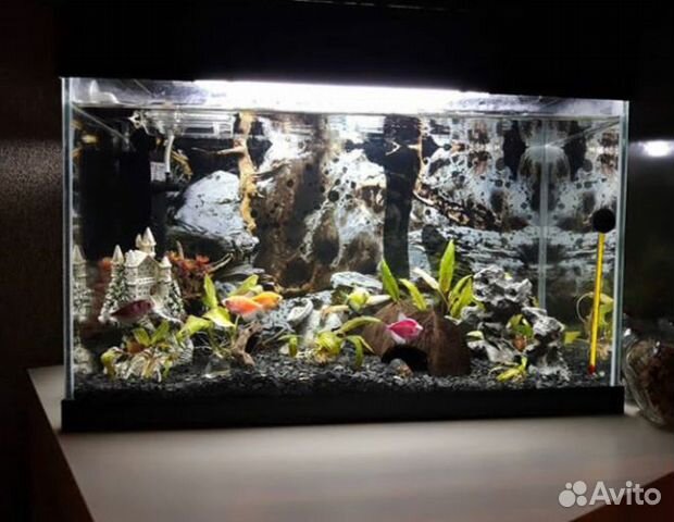 Рыбки-карамельки в добрые руки