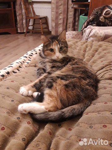 Киска Анфиска в добрый дом