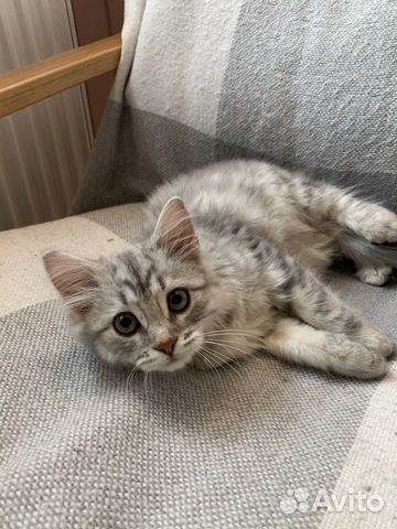 Британский серый мраморный котёнок