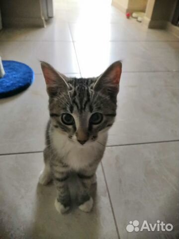Котёнок (кошка) 4.5 месяца в добрые руки