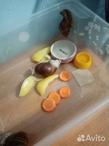 Улитки Ахатины