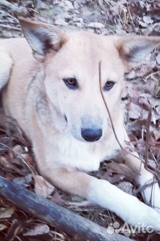 Щенок девочка Дакота