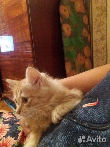 Котёнок 3 месяца (мальчик)