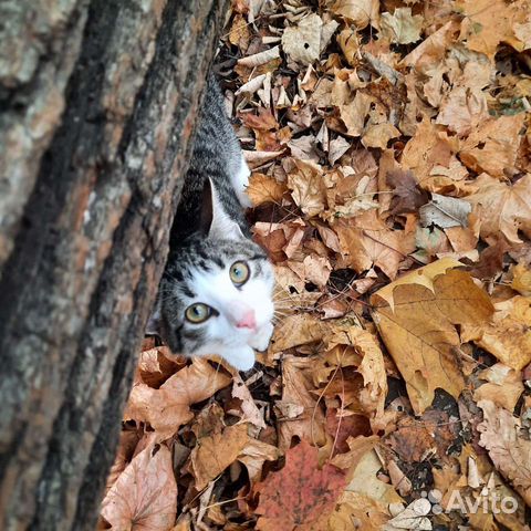 Активные мышеловы ищут работу с проживанием