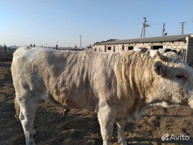 Быки на племя