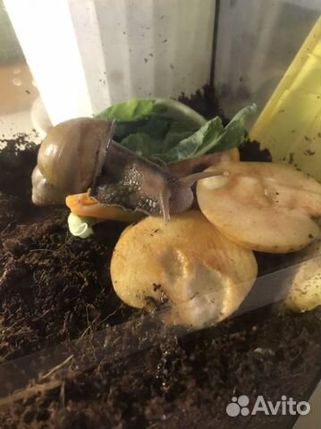 Улитка ахатин