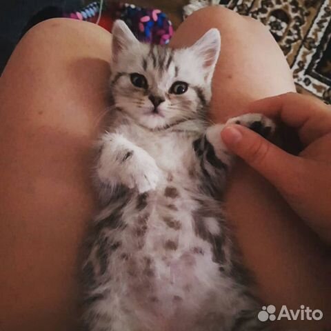 Британская