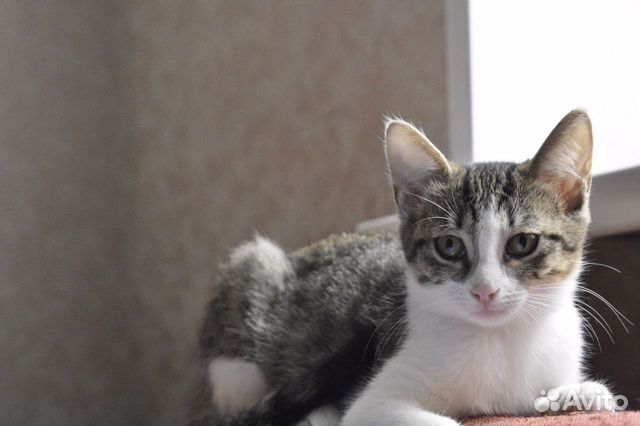 Котёнок. Простая русская красавица, стерилизована