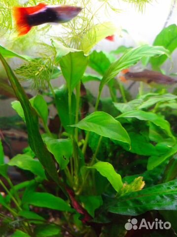 Аквариумное растение Лимонник, Анубиас