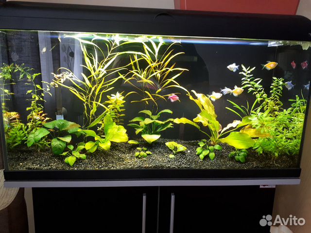 Аквариум 90 л. aquatlantis + тумба