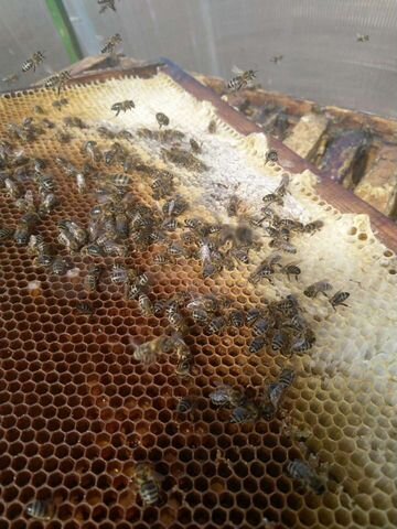 Продам пчелосемьи замысловатые