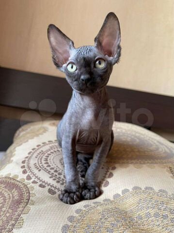Канадский сфинкс котенок