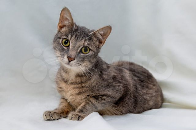 Кошка в добрые руки