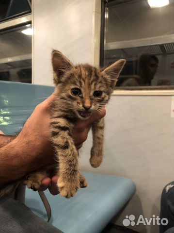 Котёнок (девочка), меньше месяца