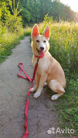 Малышка Феня ищет дом