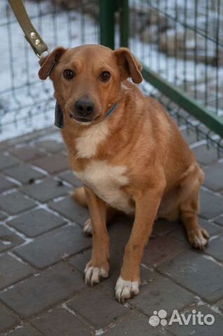 Маленькая собака