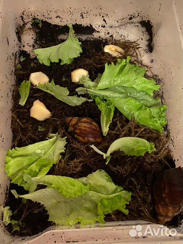 Отдам ахатинских улиток