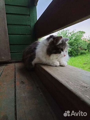 Кот в дар бесплатно