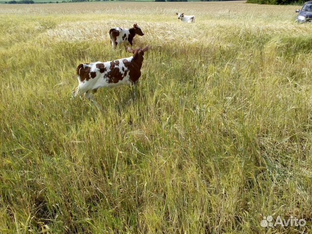 Айширские теоочки, финляндии