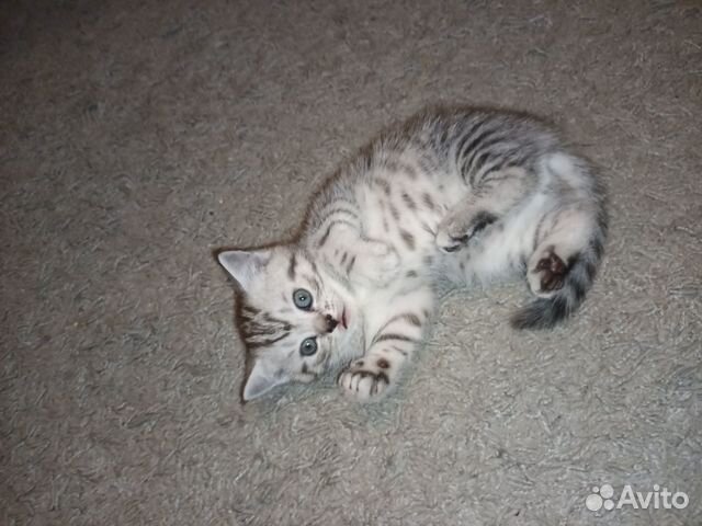 Британочка мраморная