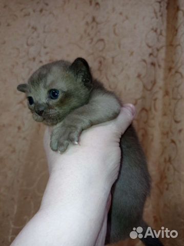 Бурмы котята