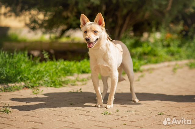 Милый малыш Купер ищет дом. Маленькая собака