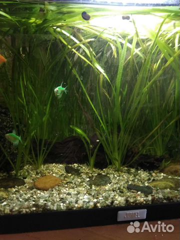 Валиснерия отдам