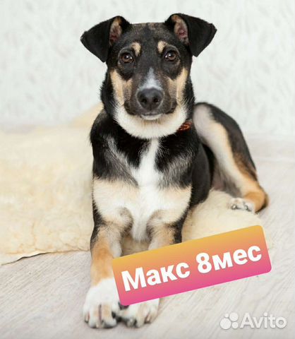 Собака в добрые руки отдам бесплатно