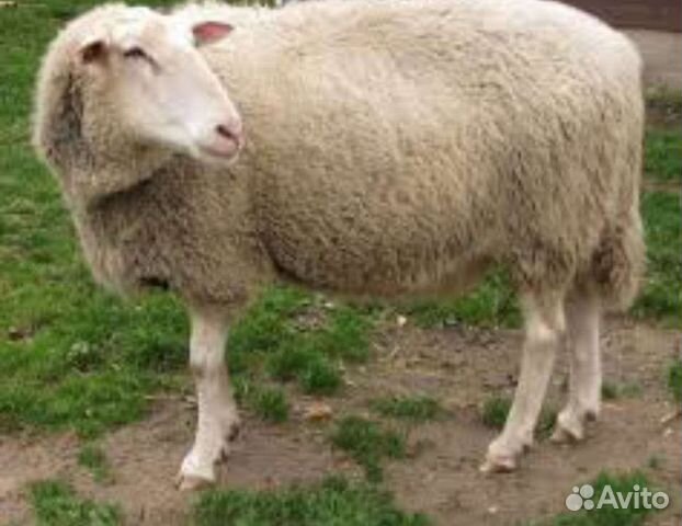 Овцы бараны ягнята.Курдичные,мереносы, эдильбае