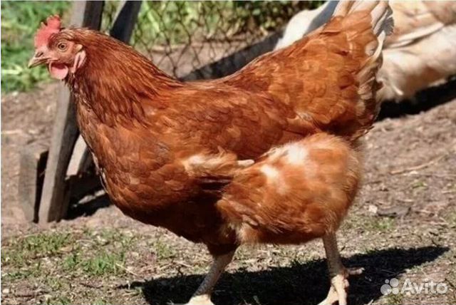 Куры несушки Хайсек Кубанские Ломан браун