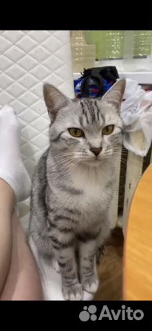 Кот шотладский прямоухий