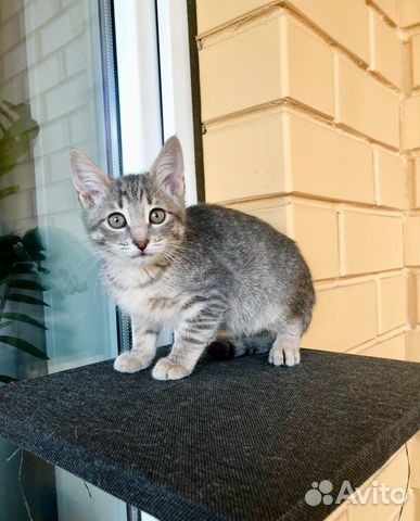 Котенок полосатая девочка Хлоя в дар